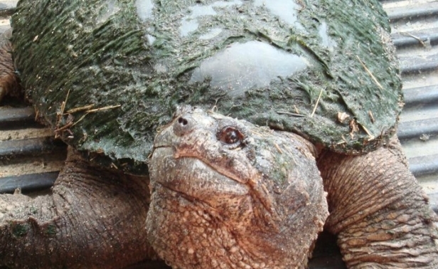 50 Years at Lake Agape: Wompus – Delanco Camp